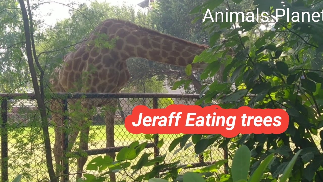 Jeraff eating trees in zoo | Animals Videos ||| Animals Planet - YouTube