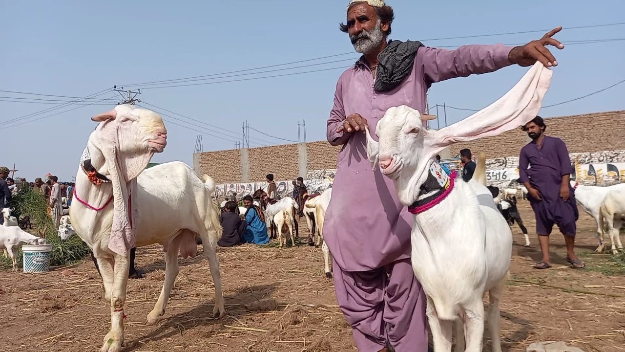Gulabi Goat bakra mandi | Hyderabad bakra mandi | biggest bakra mandi ...