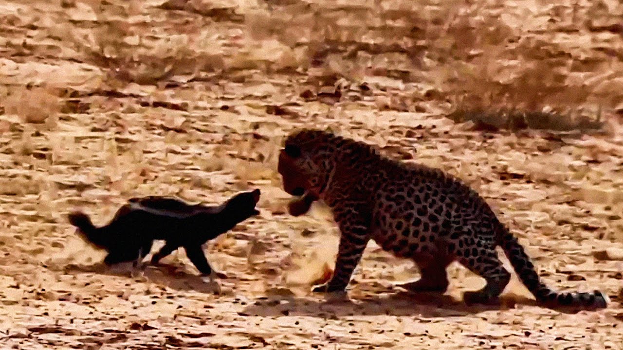 Most Merciless Animal Fights Caught on Camera - YouTube