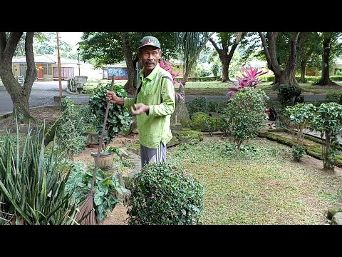 Q and A Dengan Tukang Kebun Langganan yang Sudah Berpengalaman Lebih Dari 40tahun!