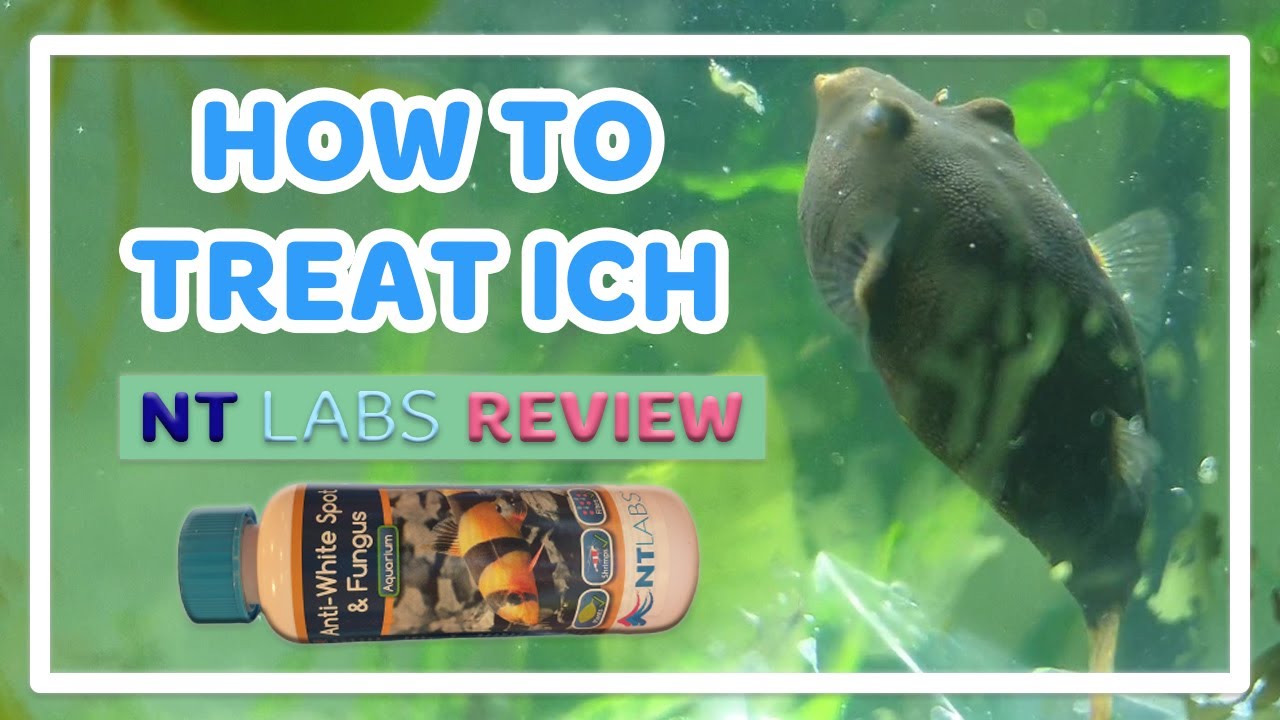 How To Treat Ich In Fish | NT LABS REVIEW - YouTube