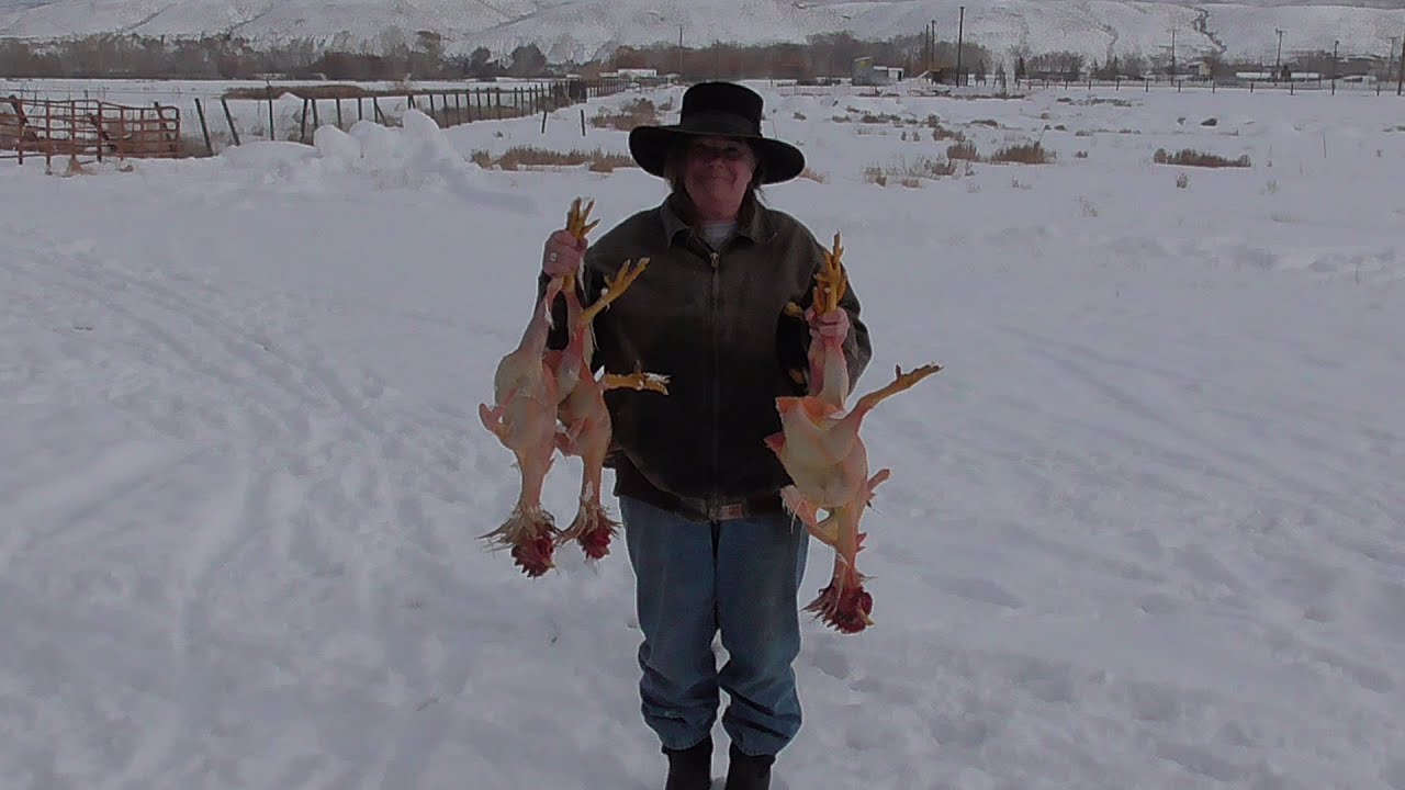 Choking Chicken Predator Call?? - YouTube