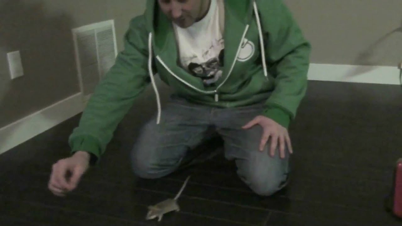 Snake Hunting with Martin the Mouse.mov - YouTube
