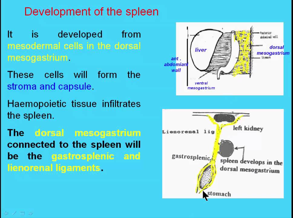 Spleen Role In Digestion at Nicholas Packard blog