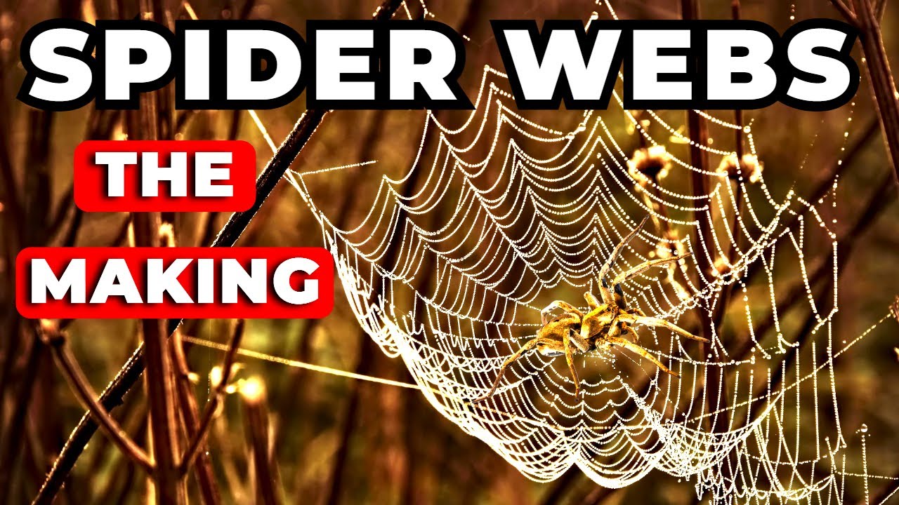 How Spiders Make Webs | The Artistry of Spider Nature - YouTube