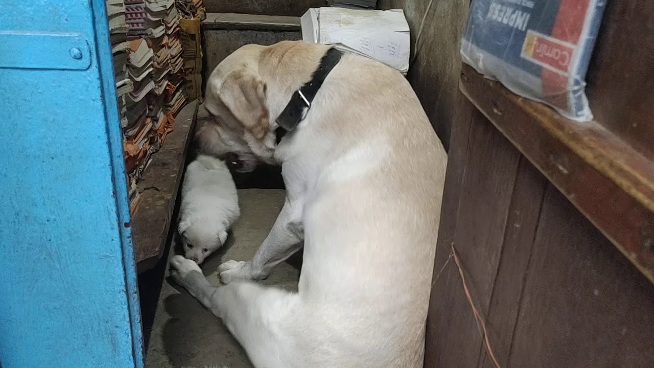 Discussion dogs - YouTube