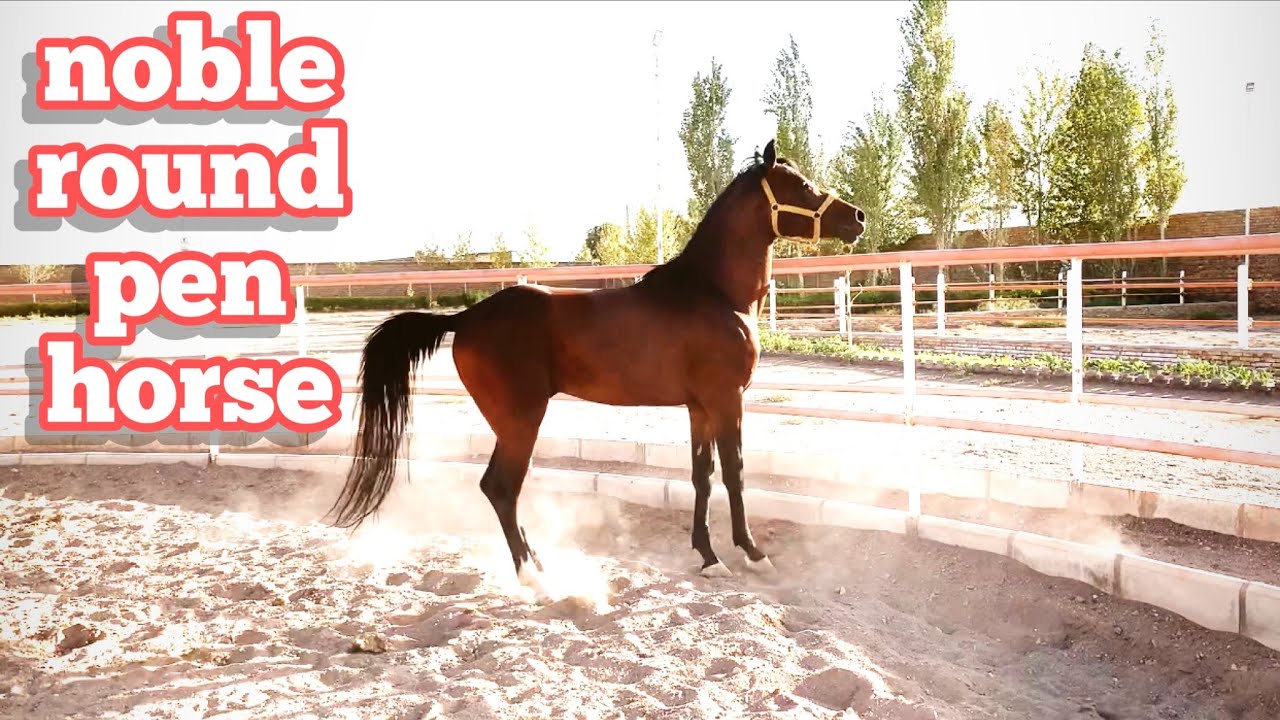 Round pen horse 2022 | how to build a round pen for horse training ...