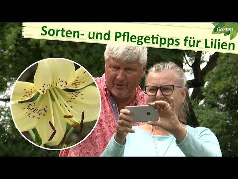 Lilien – wunderbare Sortenvielfalt | MDR