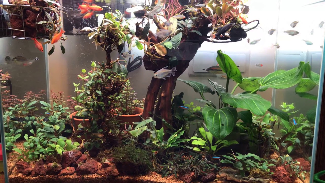Bucephalandra collection planted tank - YouTube