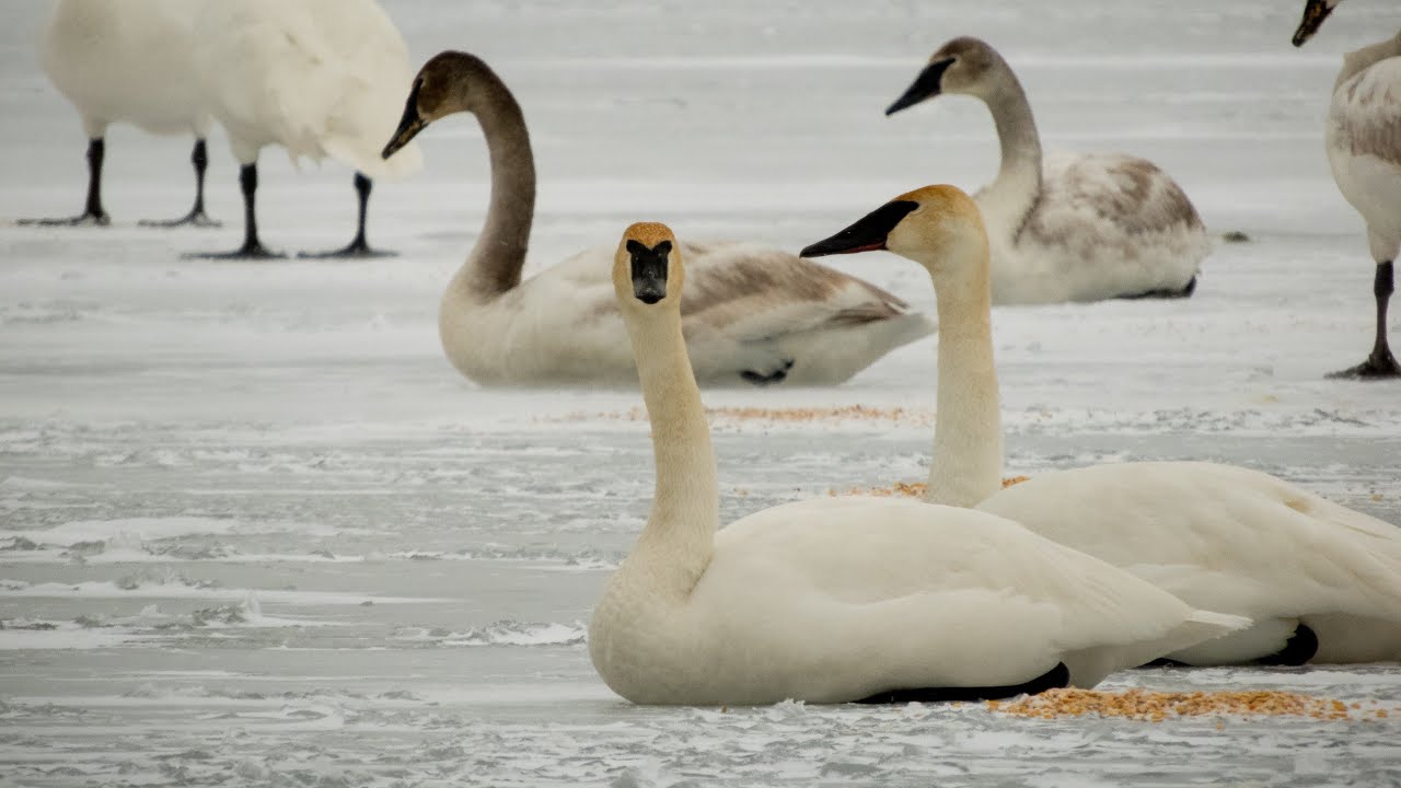 The Real Swans On Ice - Swan Lake - YouTube