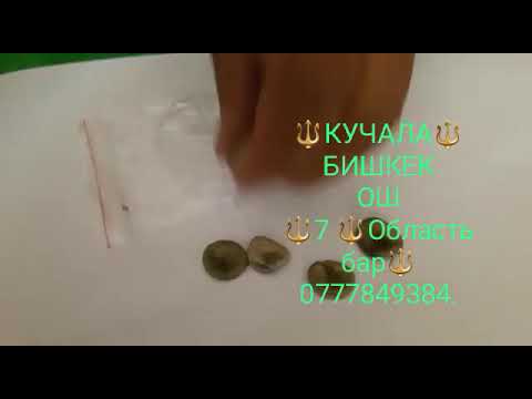 Кучала - YouTube