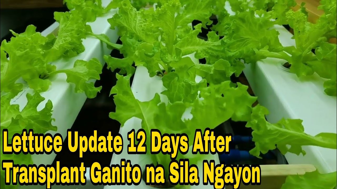 How To Grow Lettuce In Water - with update 12 days after transplant ...