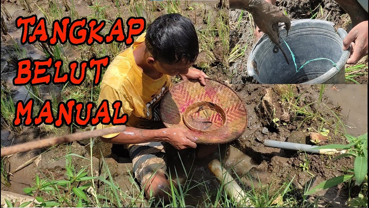 TANGKAP BELUT MENGGUNAKAN TEHNIK KUNO || BELUT SAWAH - YouTube