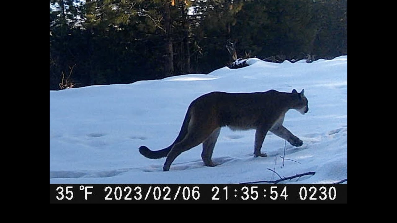 MOUNTAIN LION SPOTTED! | California Trail Camera Compilation (D ZONE ...