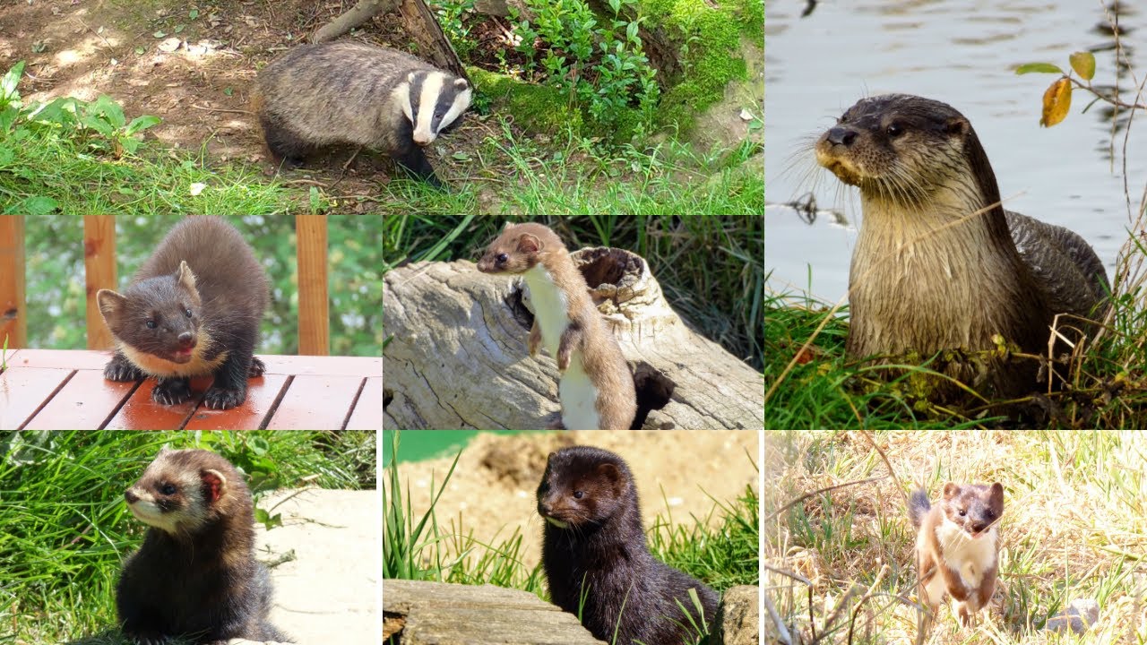The Magnificent Mustelid 7 - YouTube