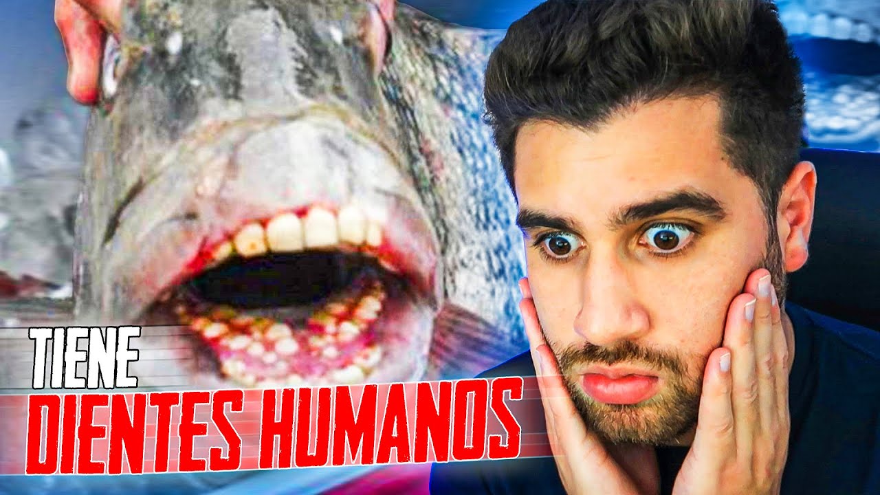 UN PESCADO CON ... ¿Dientes humanos? 😳 | COSAS QUE VERAS POR PRIMERA ...