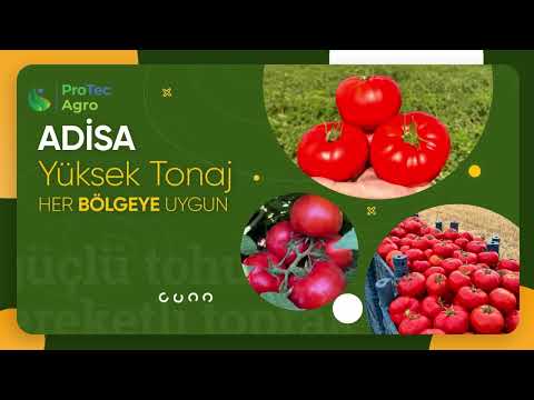 Bereketin Adı: ADİSA Domates! | Çiftçilerden Gerçek Hasat Görüntüleri