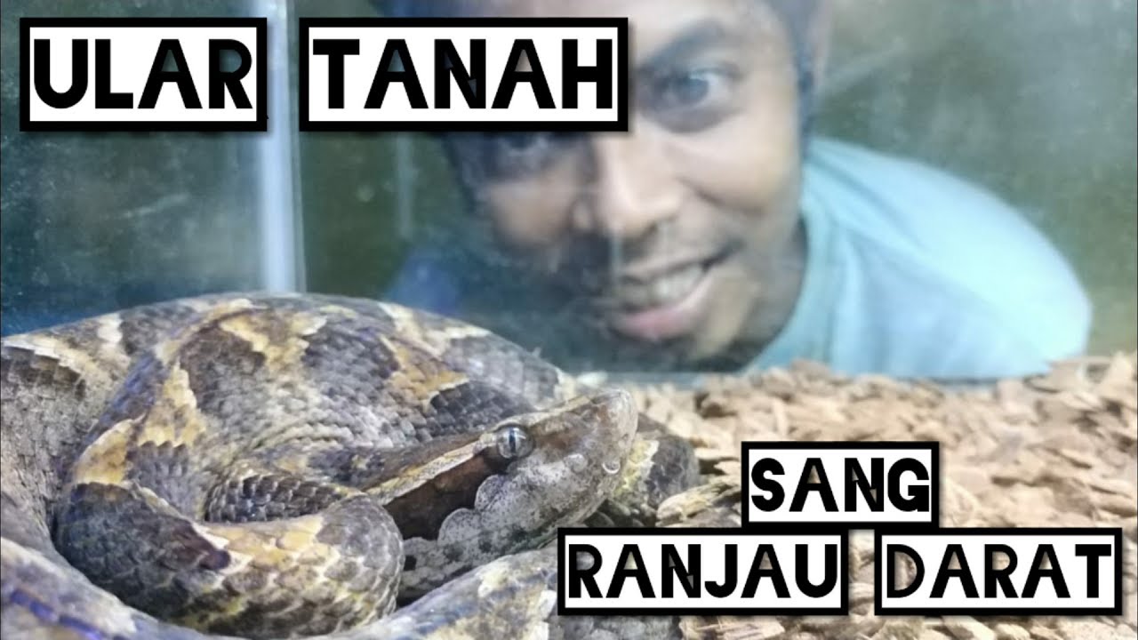ULAR TANAH itu SEPERTI RANJAU DARAT | DIAM tapi MEMATIKAN | DEADLY ...