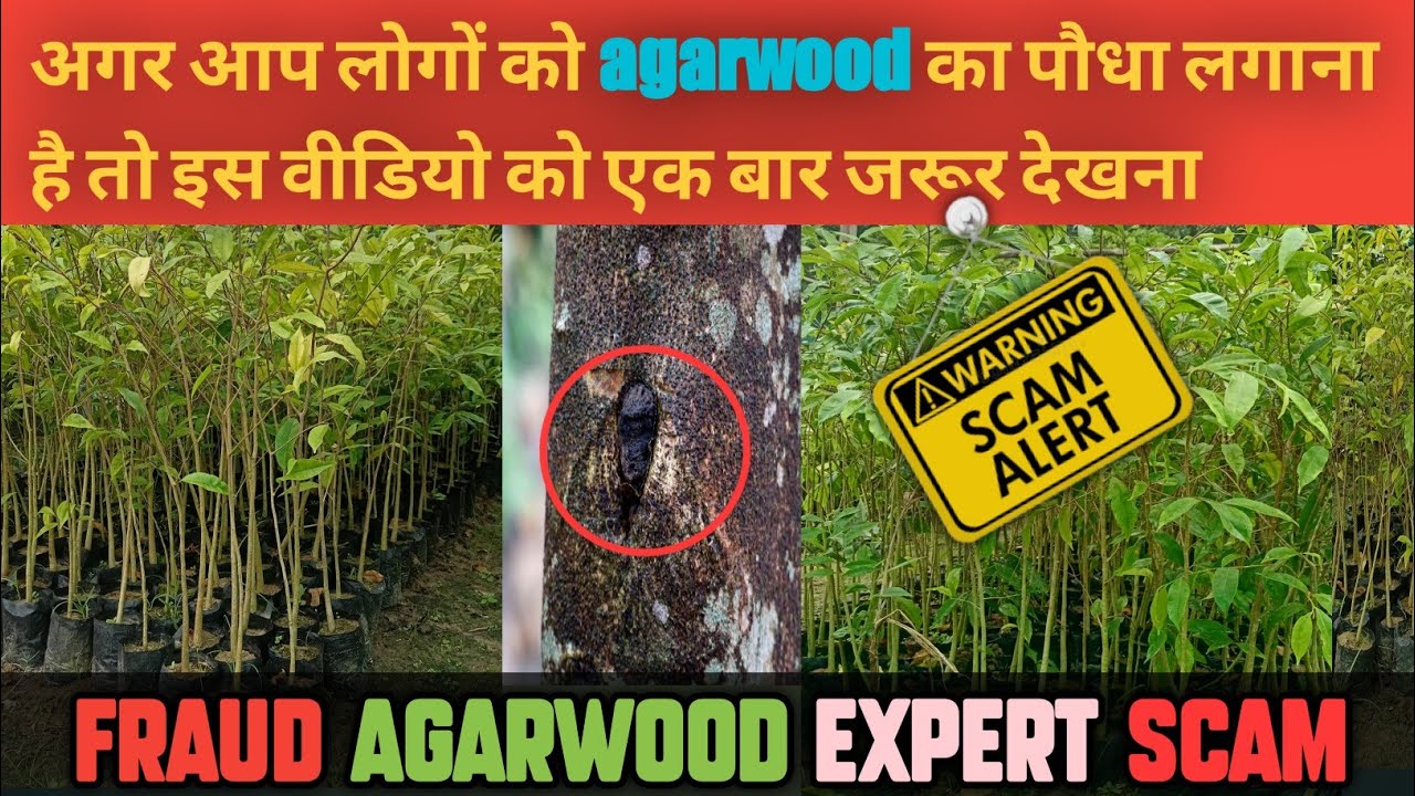 Big scam | Agarwood Plantation scam | Agarwood Plant nursery #agarwood ...