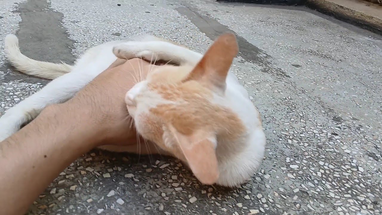 Angry cat biting my hand. - YouTube