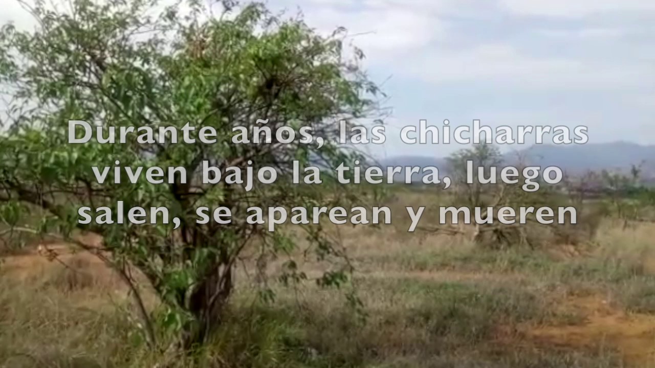 Chicharras en Miahuatlán Oaxaca - YouTube