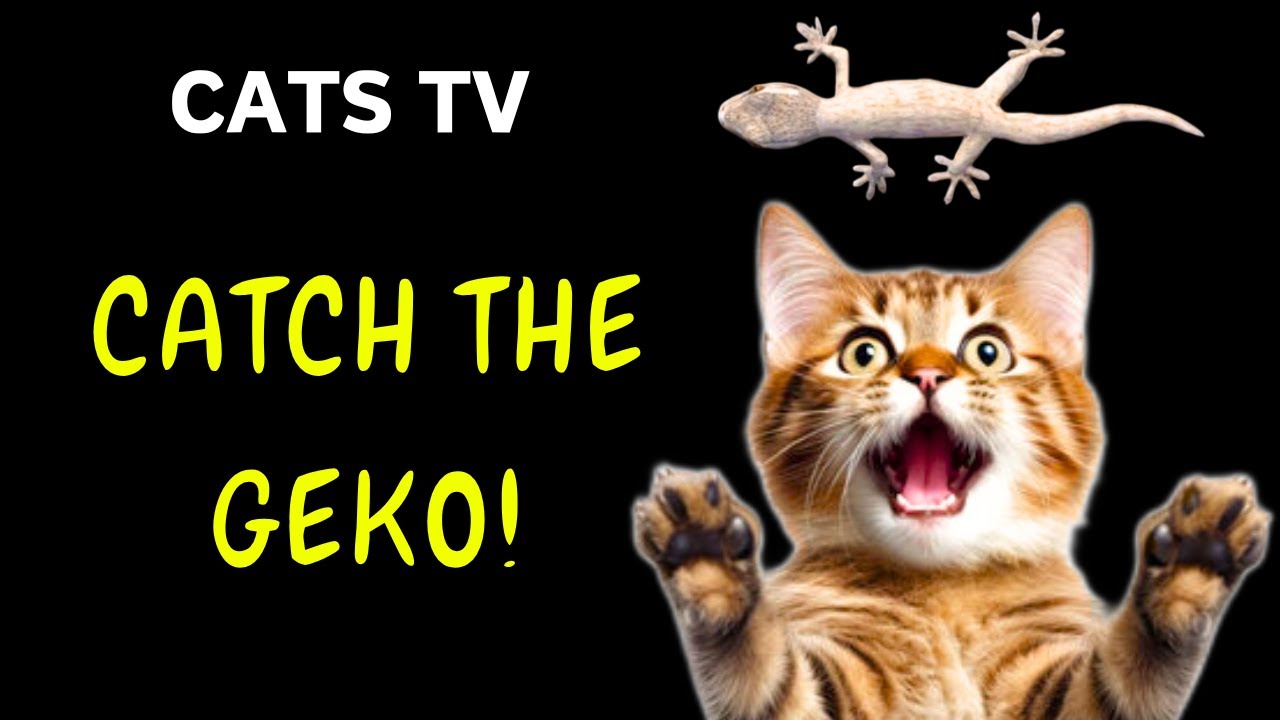 Cat Games: Gecko Chase! Video for Cats to Watch🐾🐱 - YouTube