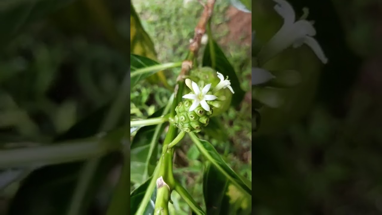 Noni Flower / Bulaklak Ng Apatot - YouTube