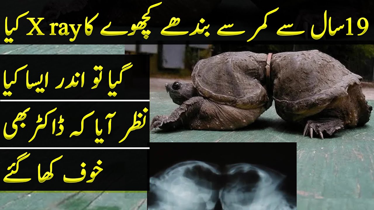 X Ray of Turtle Stuck in Plastic Ring Amazes the Doctors - YouTube
