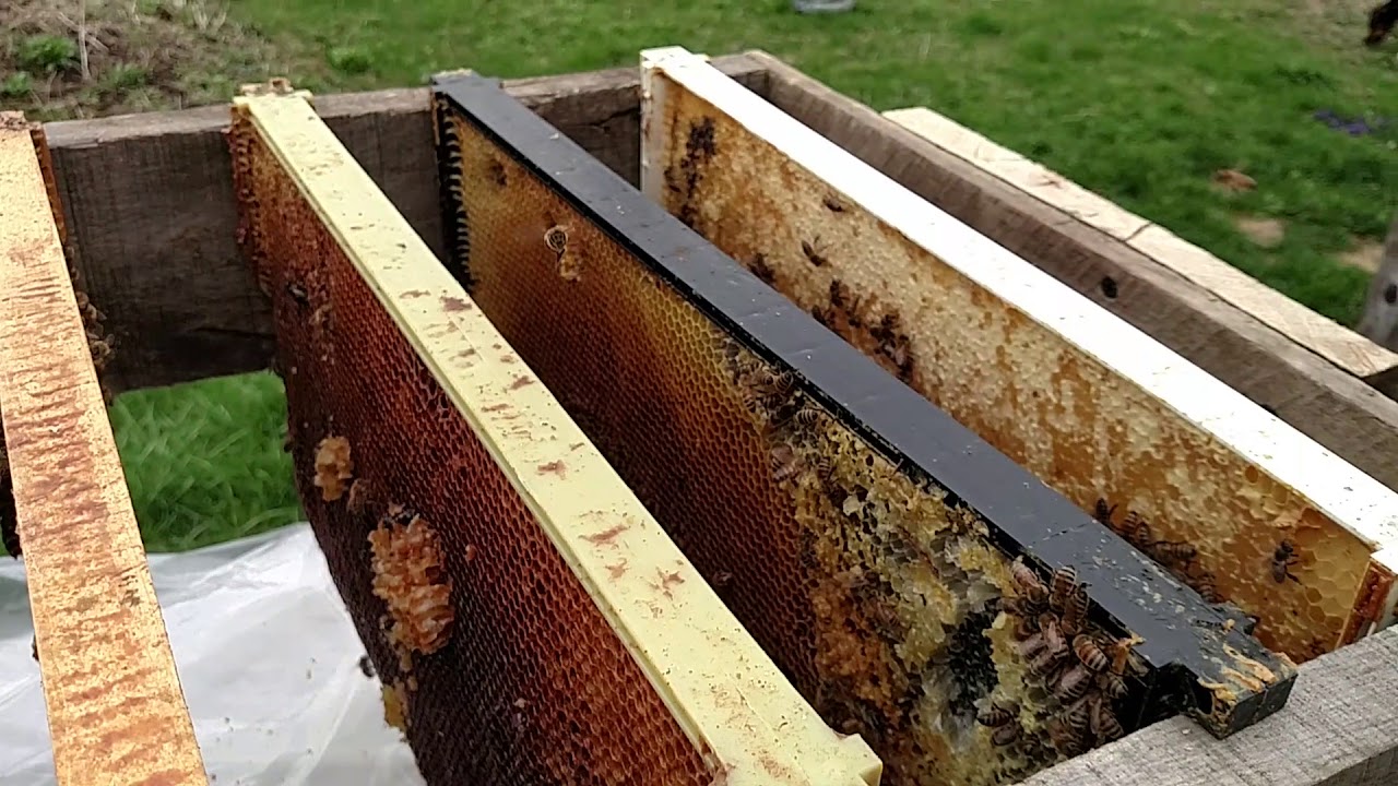 Bees using Frame stand - YouTube
