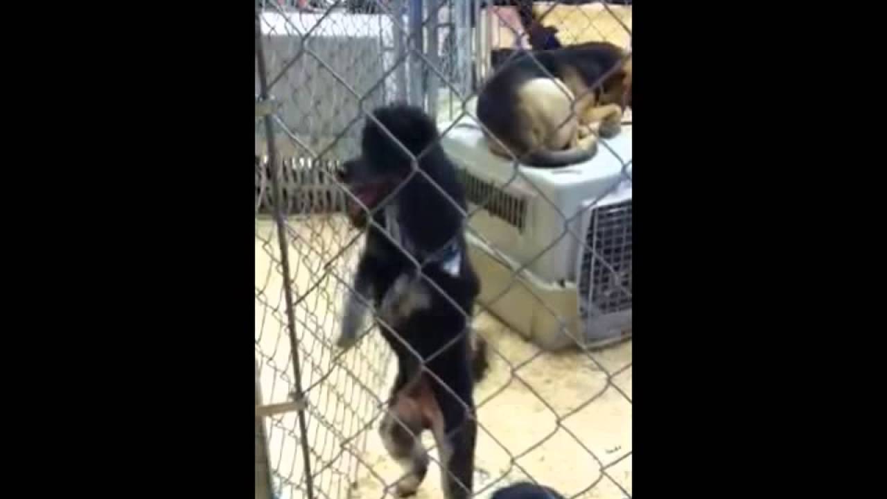 Badass Salsa Dancing Poodle - YouTube
