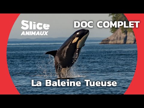 Delphine, l'Orque du Crozet I SLICE ANIMAUX | DOC COMPLET