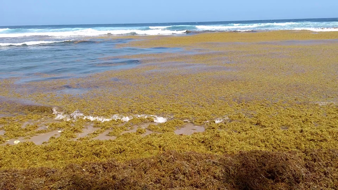 waves with seaweed - YouTube