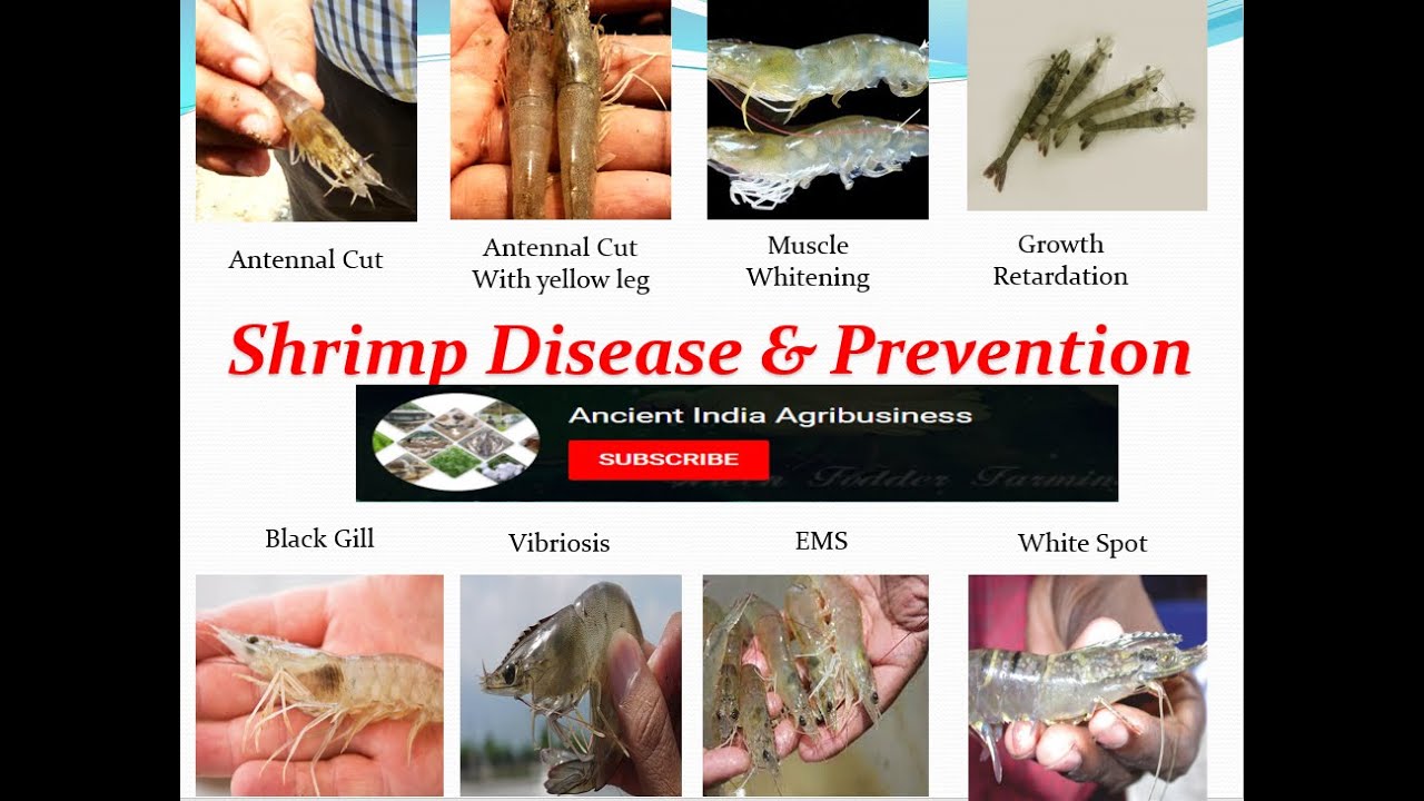 Common Shrimp & Prawn Disease & Prevention ||| Effective Water ...