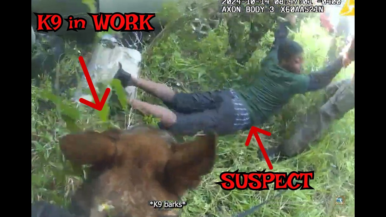 K9 Bane finds prison escapees. SJSO #k9 - YouTube