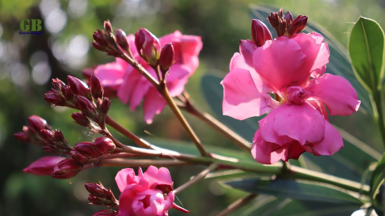 How to propagate Nerium Oleander or Kaner from cutting with update ...