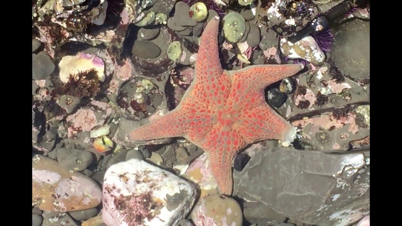 Leather starfish exploring tidepools - YouTube