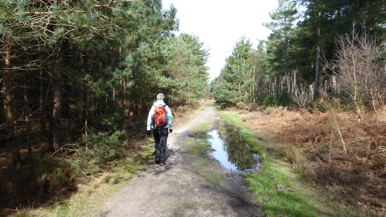 Rendlesham Forest Walks, Suffolk Walks In England, UK - YouTube