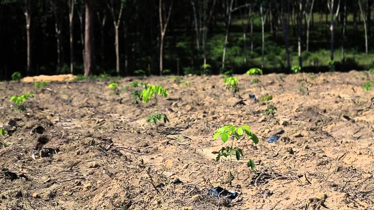 Meracun Kebun dengan pokok getah muda - YouTube