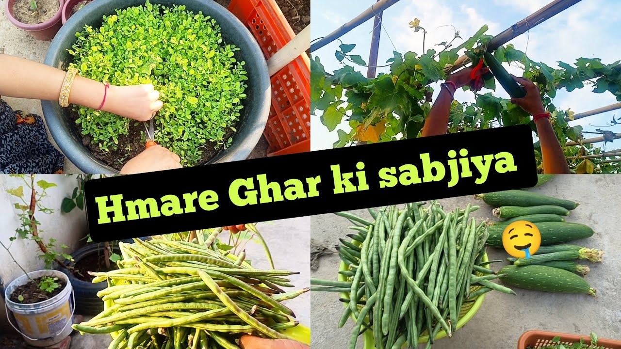 Hmare Ghar ki sabjiya / Suman Terrace Garden / Beans / Sponge gourd ...