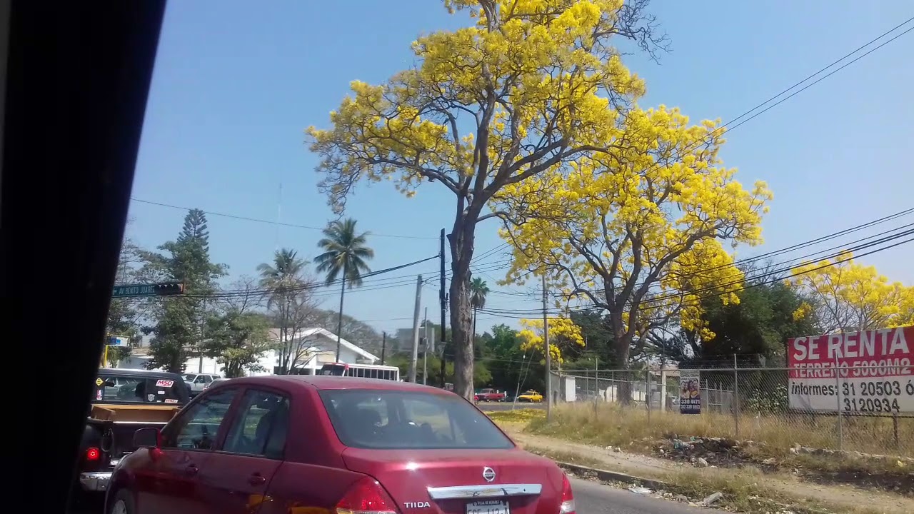 La primavera en colima - YouTube