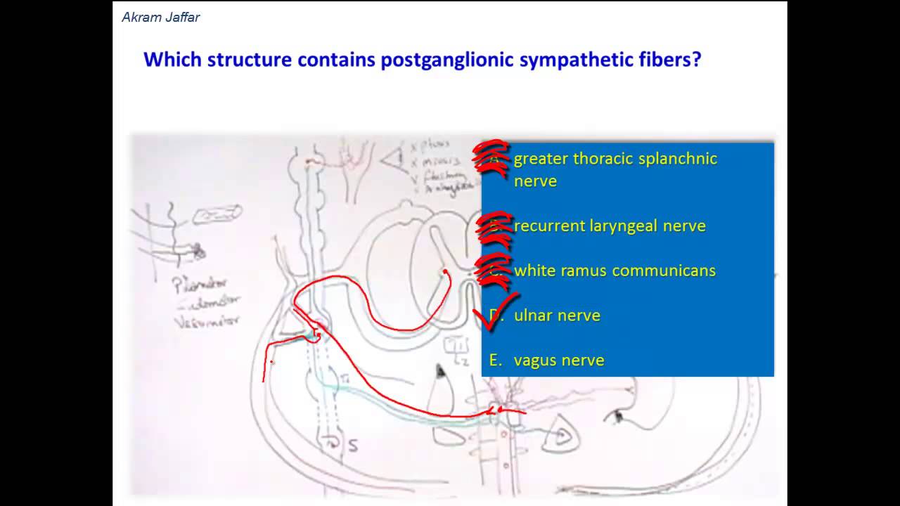Which nerves contain postganglionic sympathetic nerve fibers? - YouTube
