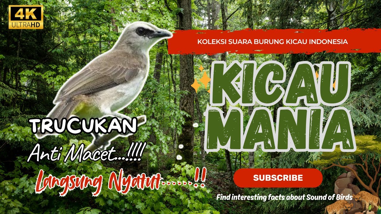 RAHASIA Trucukan Gacor Garuda! Cukup Putar 15 Menit Setiap Pagi ...