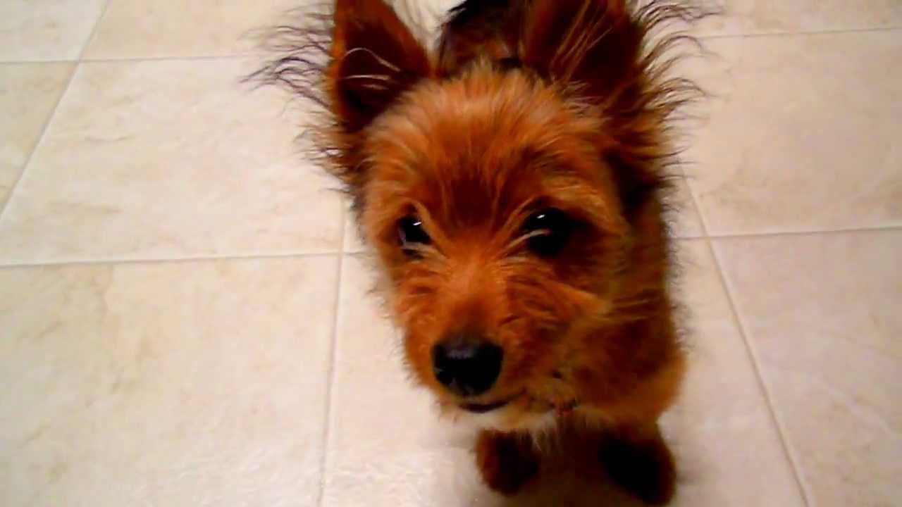 Sophie the Porkie Puppy Loves the Camera - YouTube