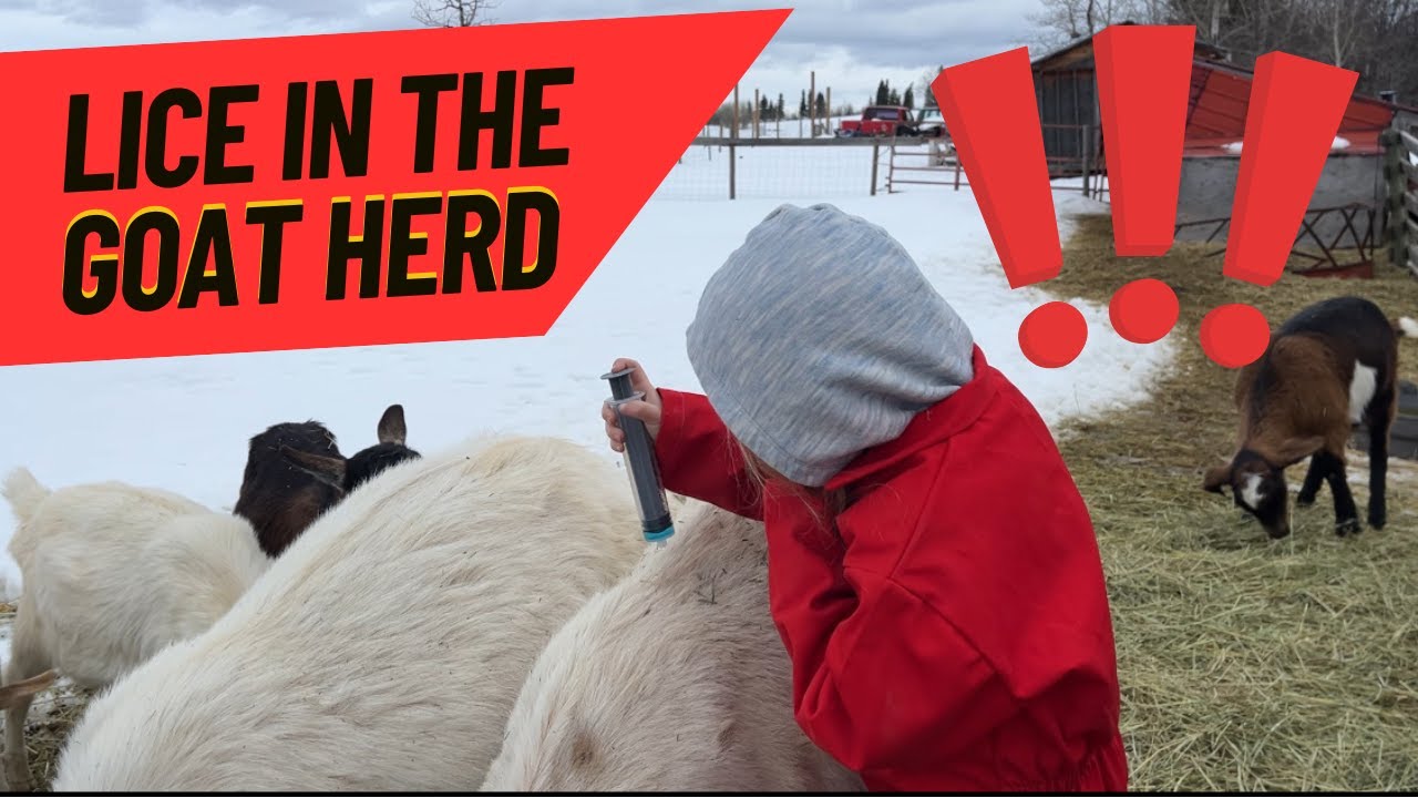 How to Delouse Goats - YouTube