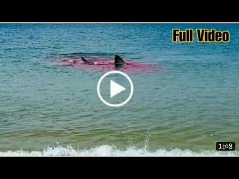 Sydney shark attack victim Identified, Simon nellist was killed by ...