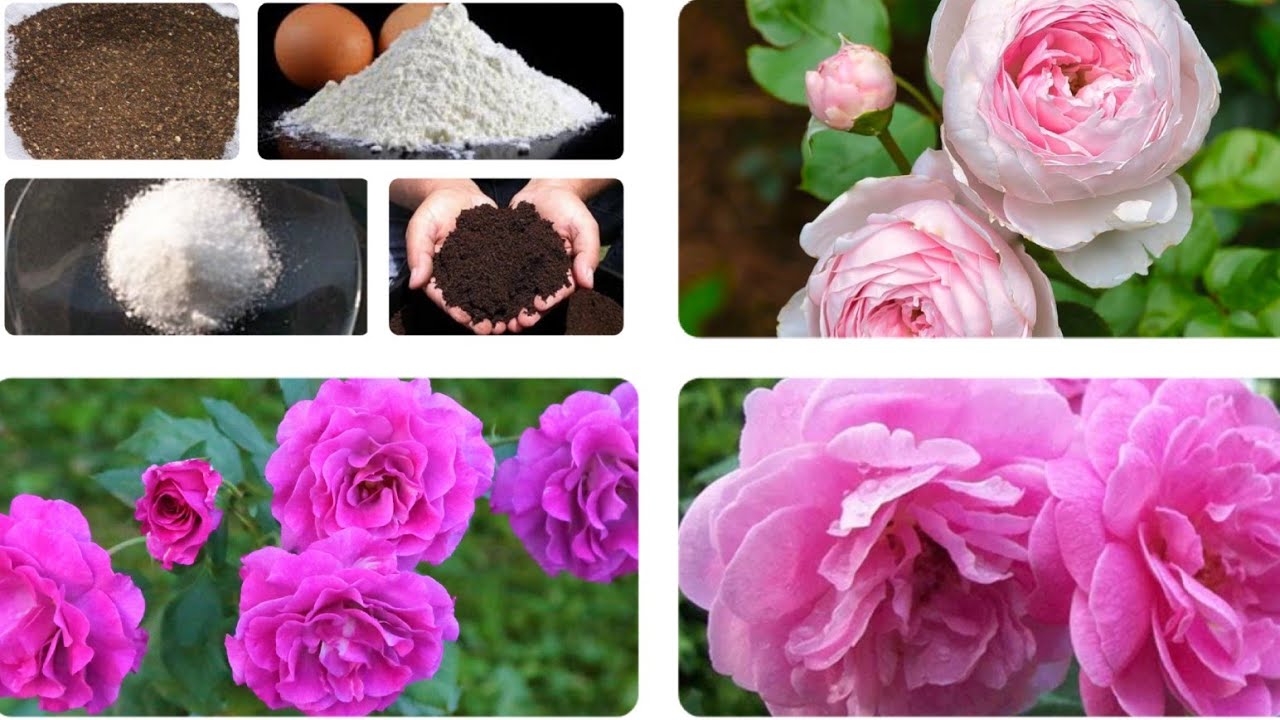 paneer growing tips,how to grow roses,rose plant,rose plant care video ...