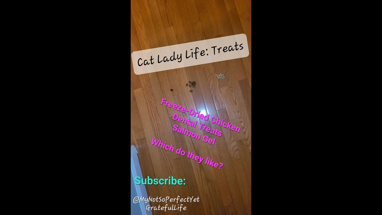 Cat Lady Life - Treats! 😸 - YouTube