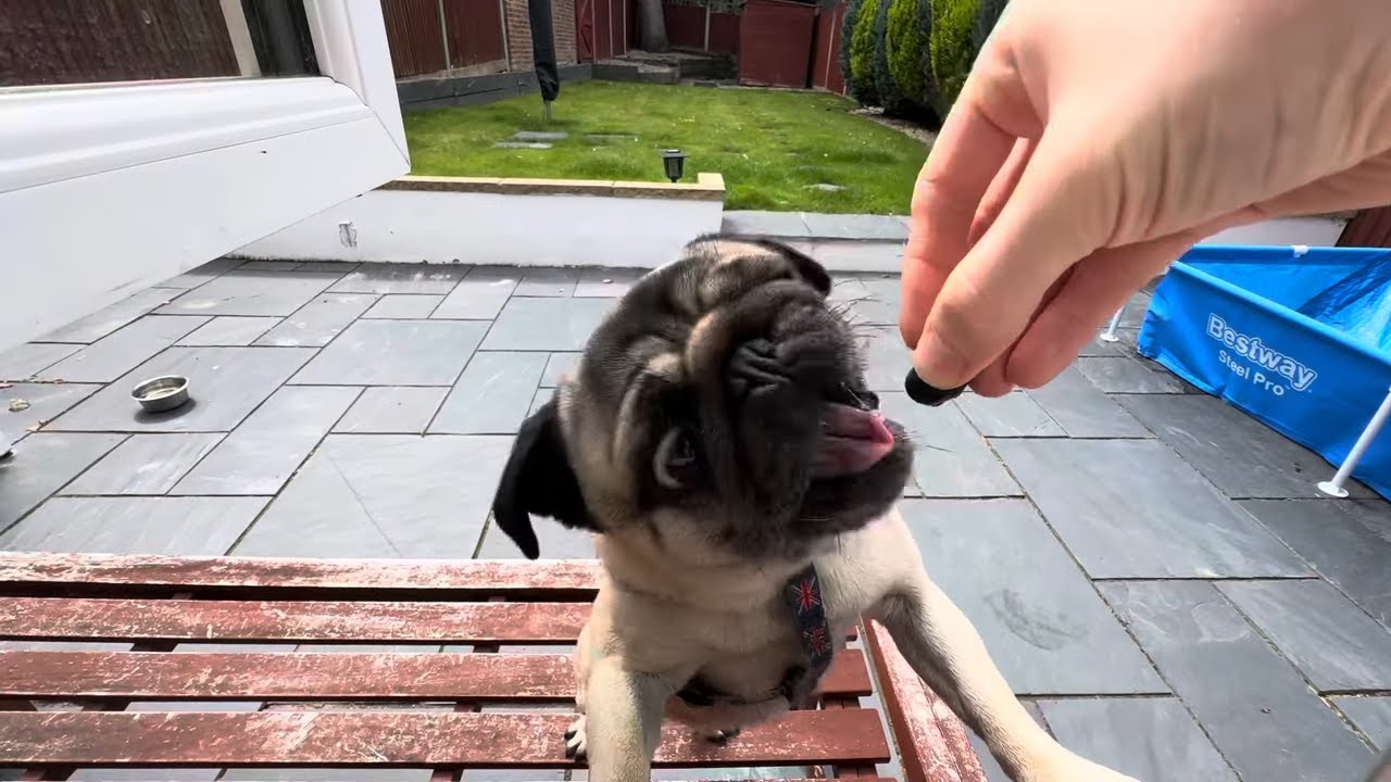 Do pugs eat Blueberries? 🤔 Pug dog treat time fruit edition! 😋 - YouTube