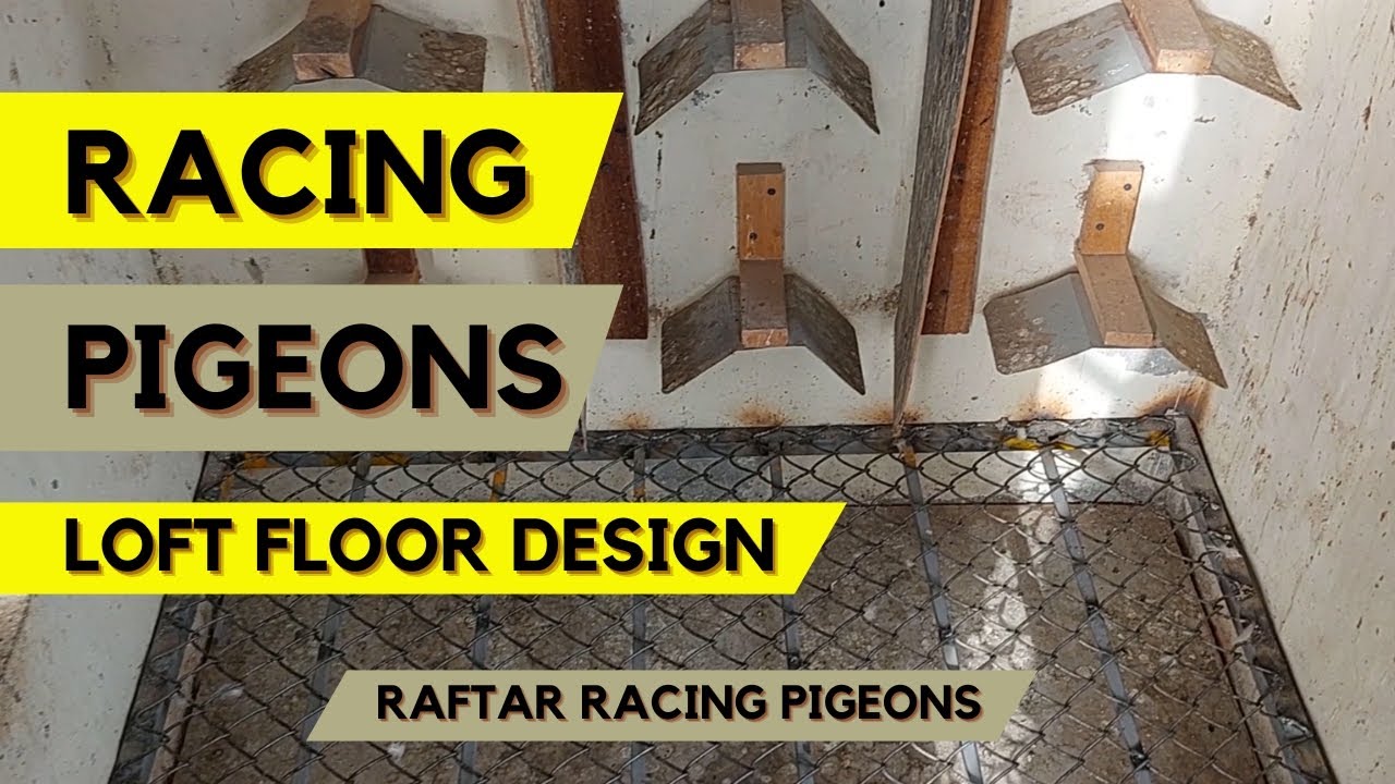 RACING PIGEONS LOFT FLOOR DESIGN || Raftar Racing Pigeons - YouTube