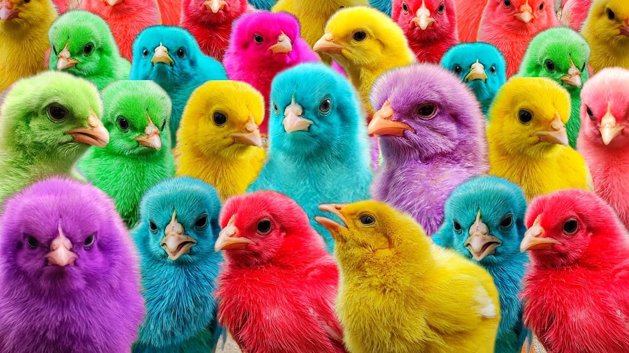 World cute chickens, colorful chickens, rainbow chickens, rabbits ...